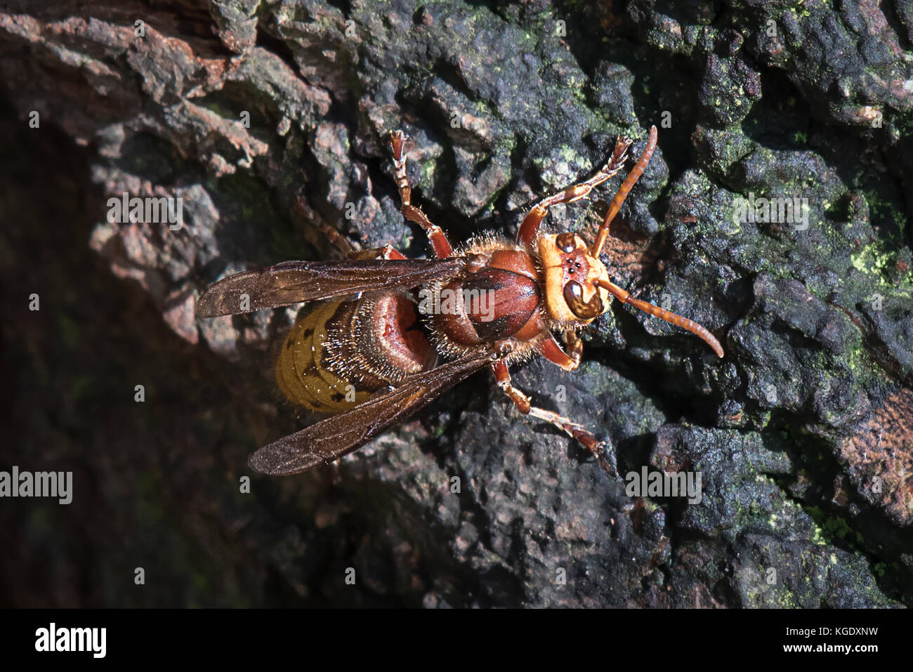Photograph of wasp hi-res stock photography and images - Alamy