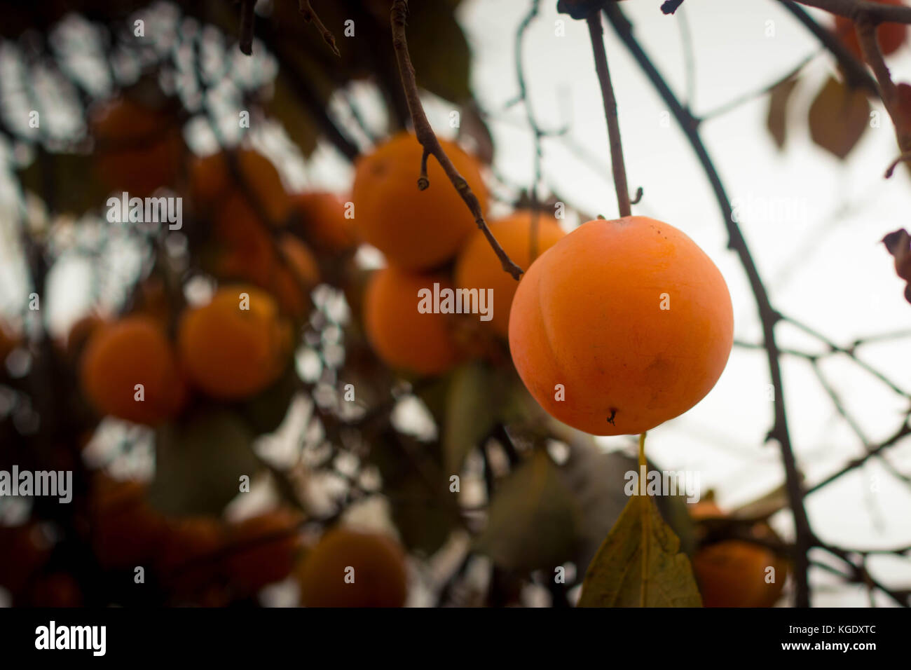 Persimmon fruits on tree. Autumn fruit wallpaper or background, with ...