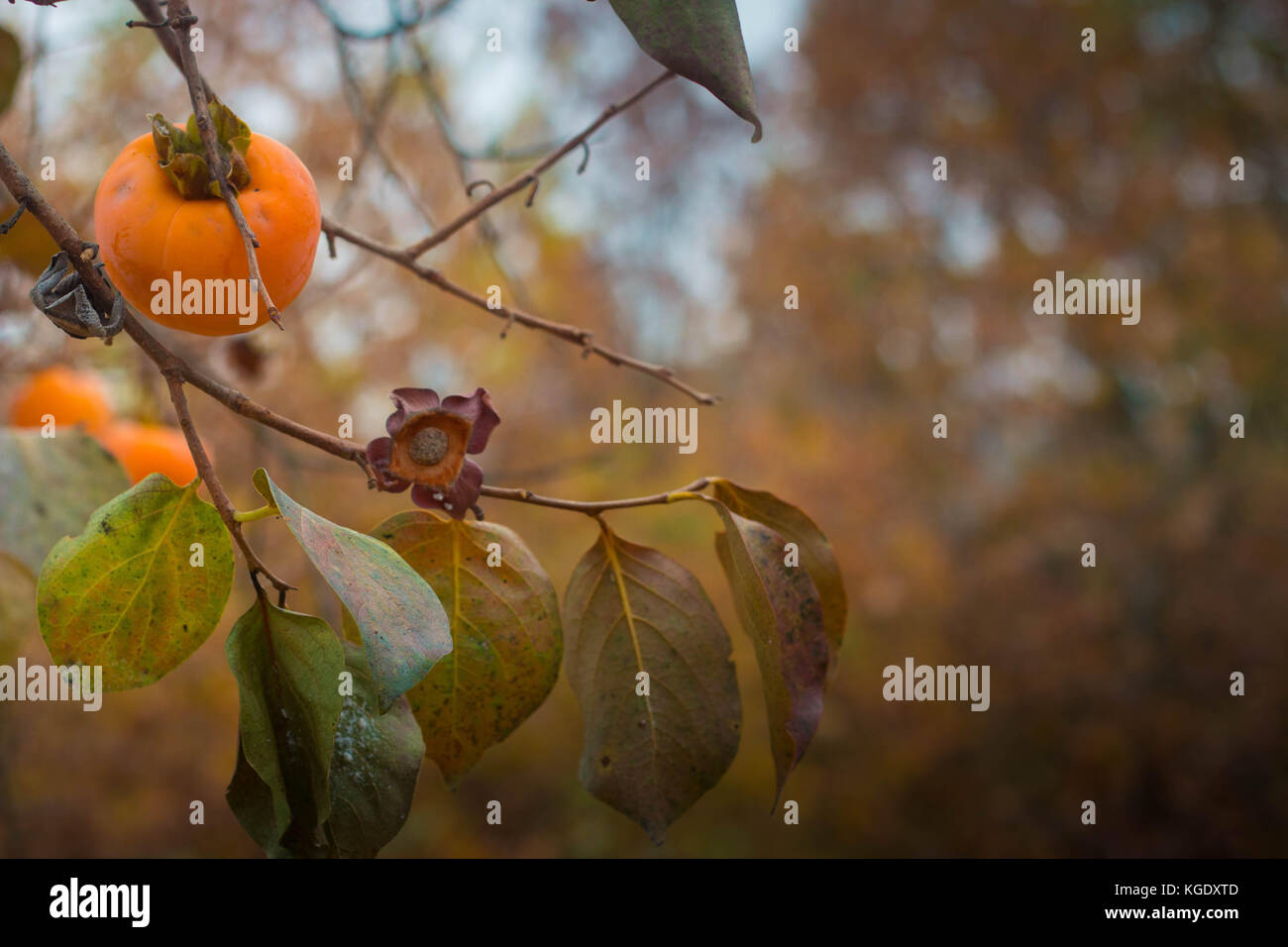 Persimmon fruits on tree. Autumn fruit wallpaper or background, with ...