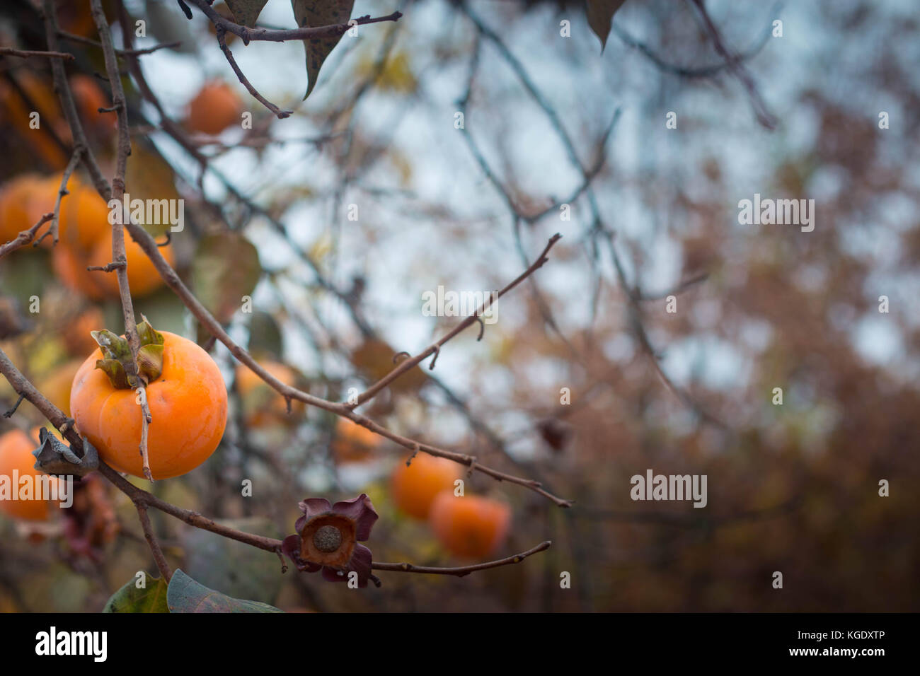 Persimmon fruits on tree. Autumn fruit wallpaper or background, with ...