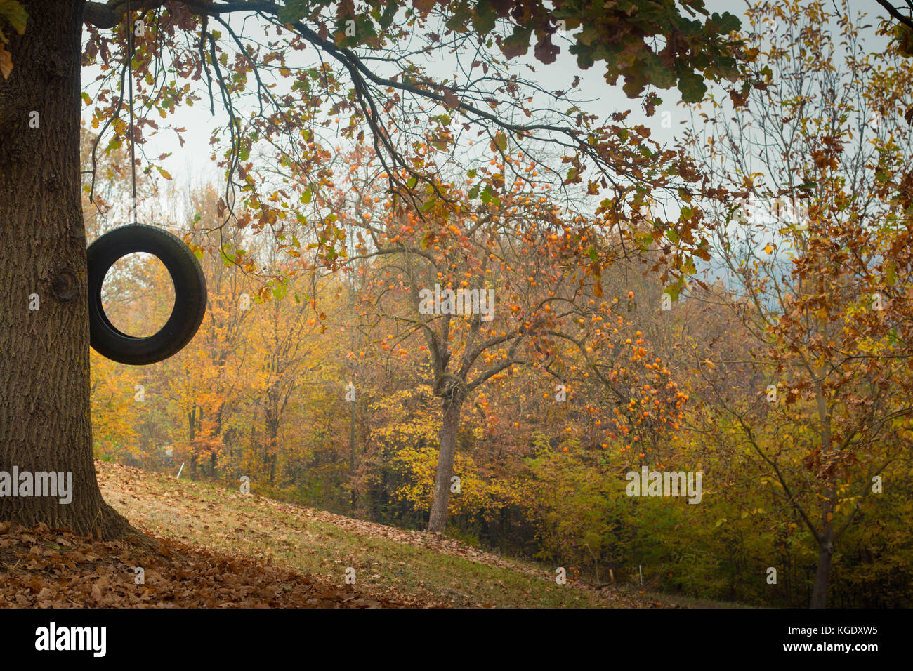 Tire swing in autumnal garden, with copyspace. Fall foliage wallpaper ...
