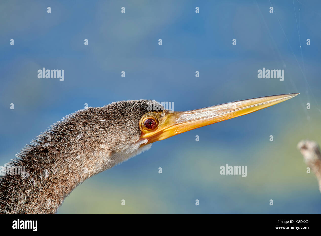 Anhinga water turkey snake bird hi-res stock photography and images - Alamy