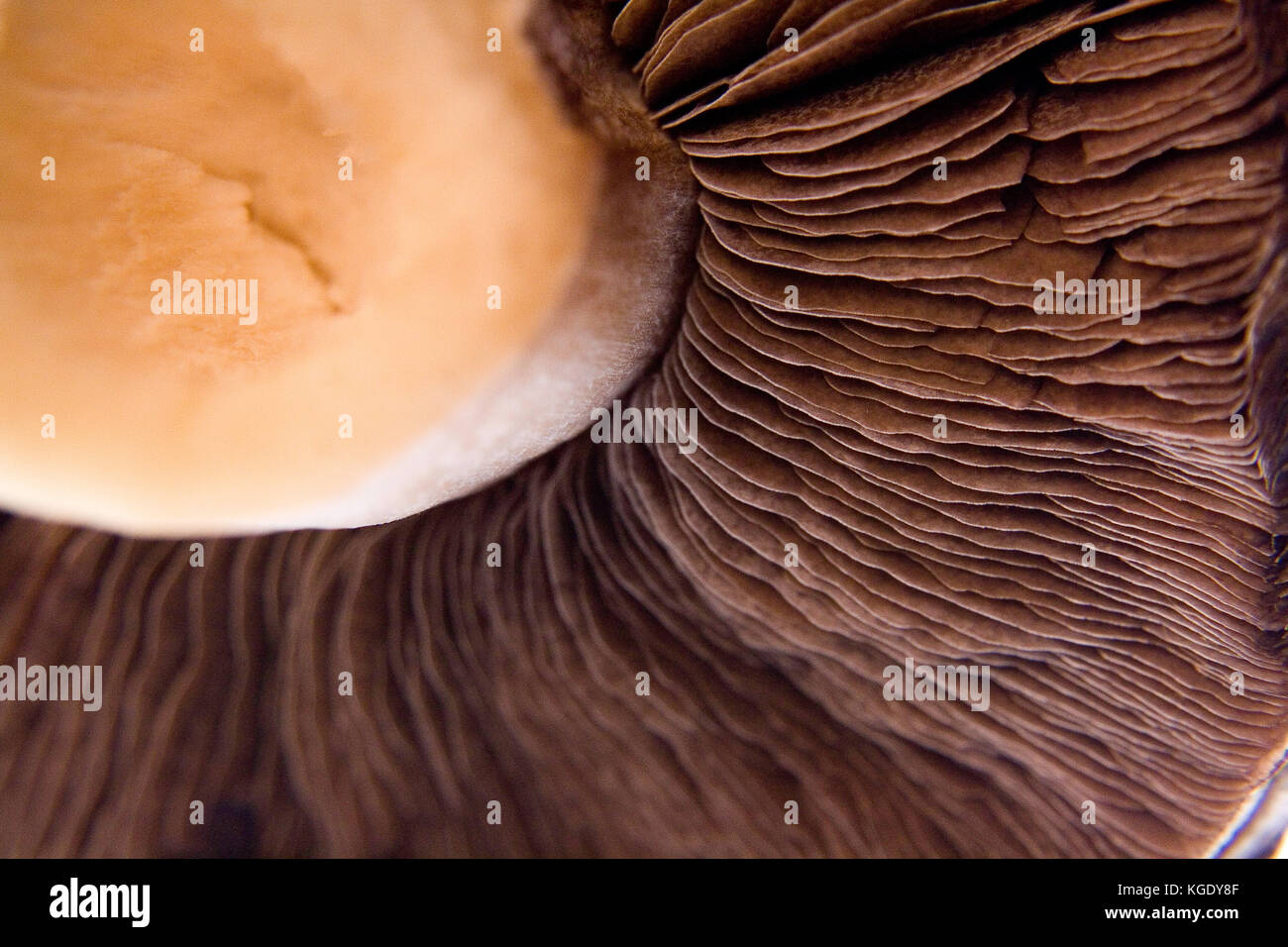 close up of mushroom Stock Photo - Alamy