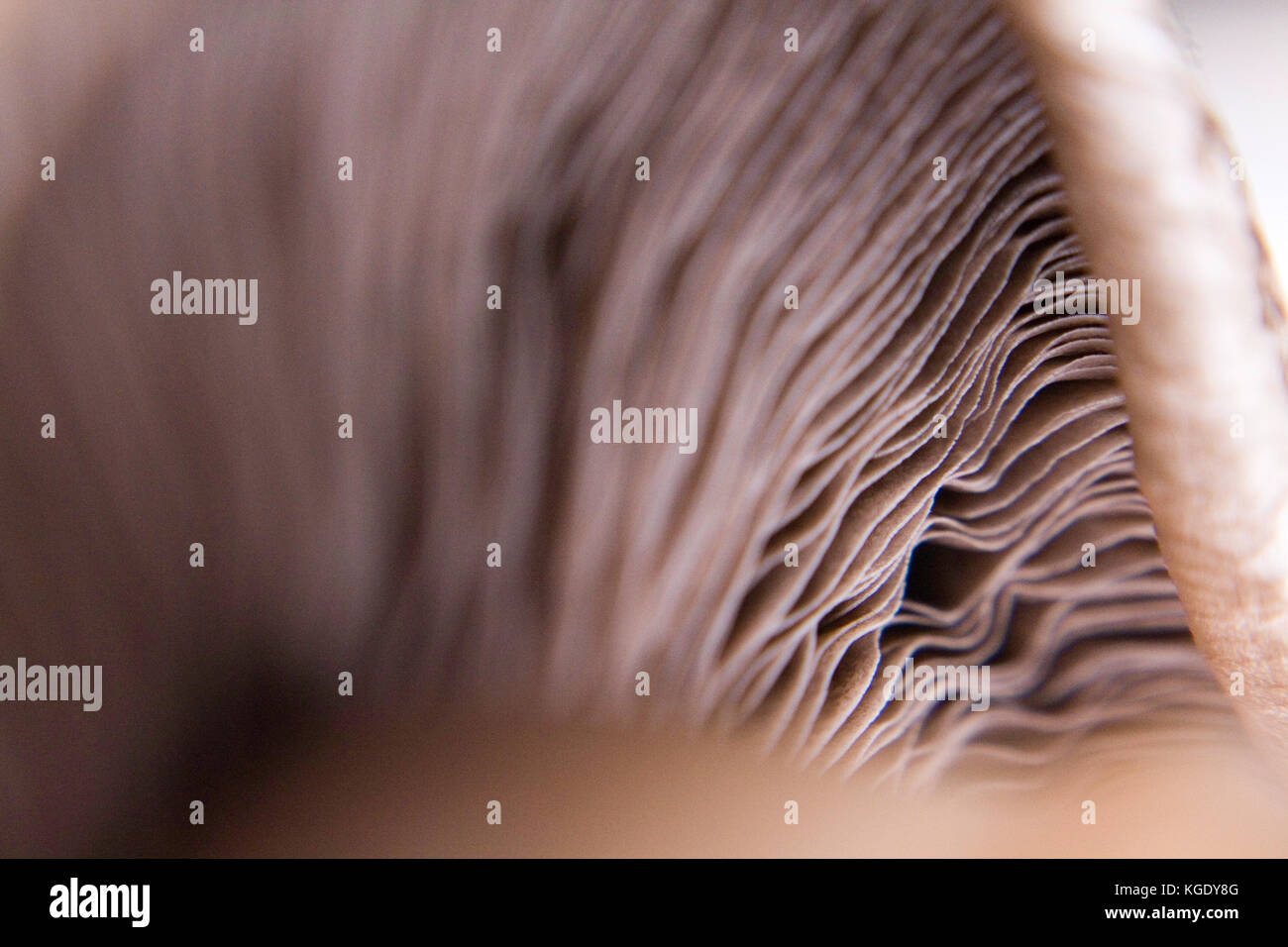 close up of mushroom Stock Photo - Alamy