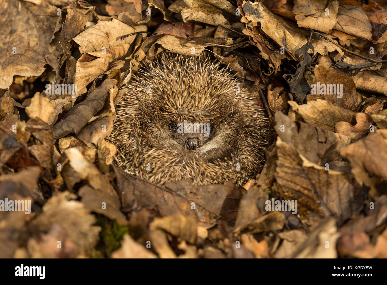 Hedgehog in leaves hi-res stock photography and images - Alamy