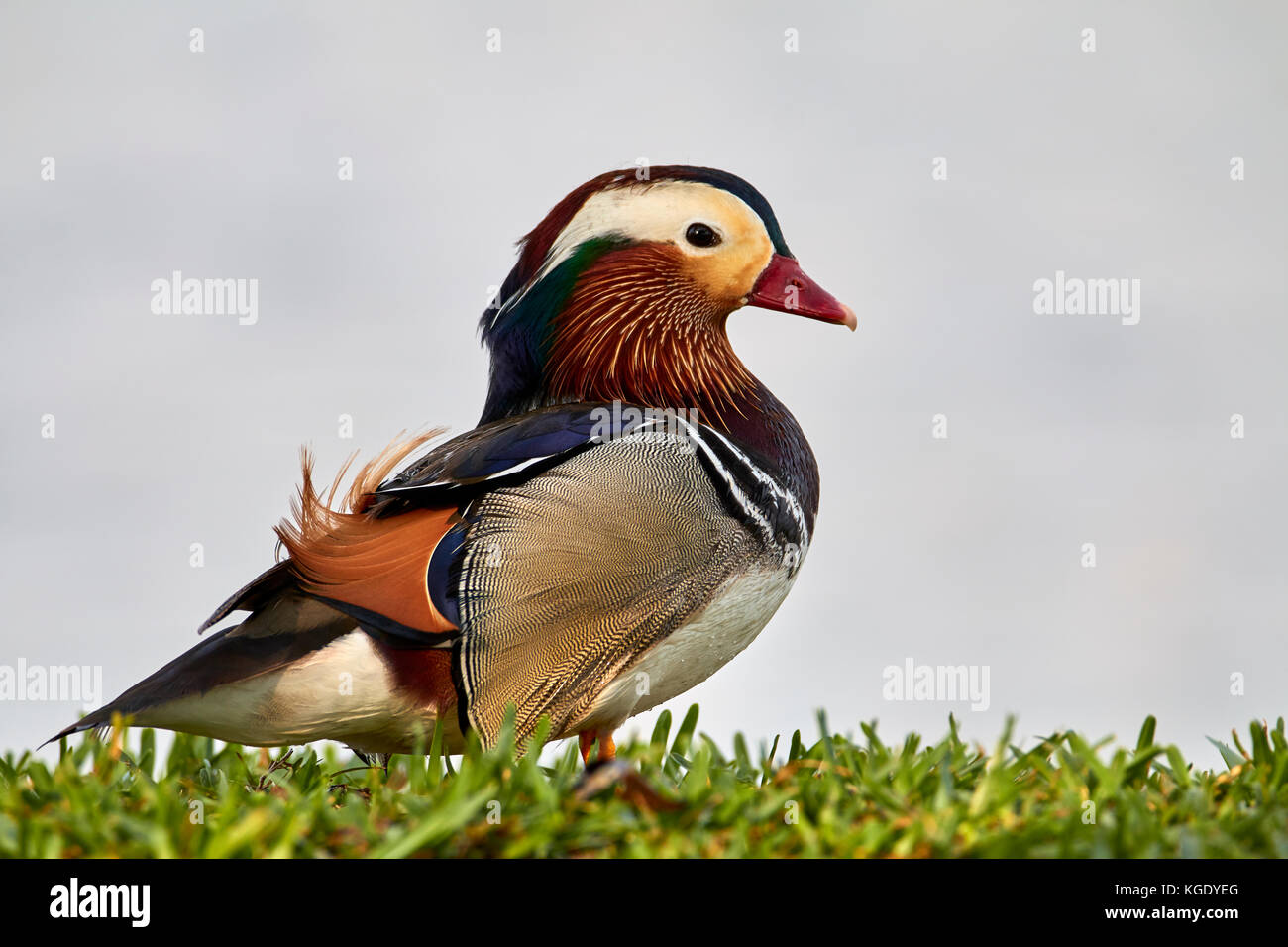 Male Mandarin Duck in Profile Stock Photo - Alamy