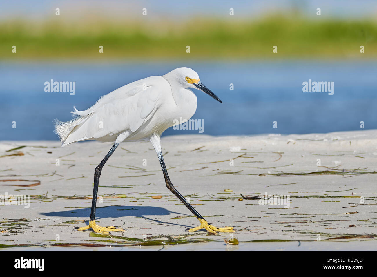 Yellow footed bird hi-res stock photography and images - Alamy