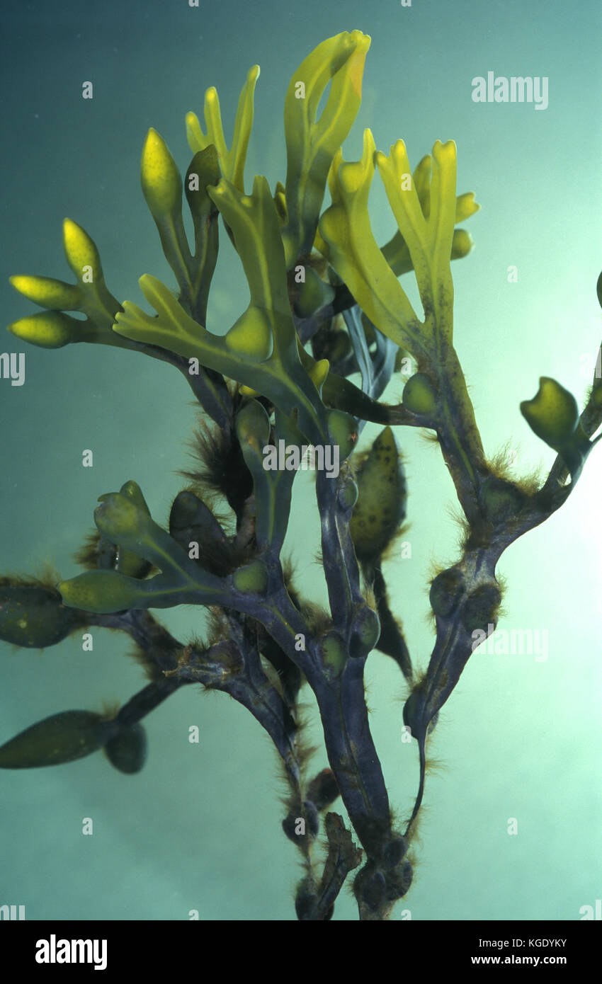Bladder Wrack Bladderwrack Fucus Vesiculosus High Resolution Stock ...