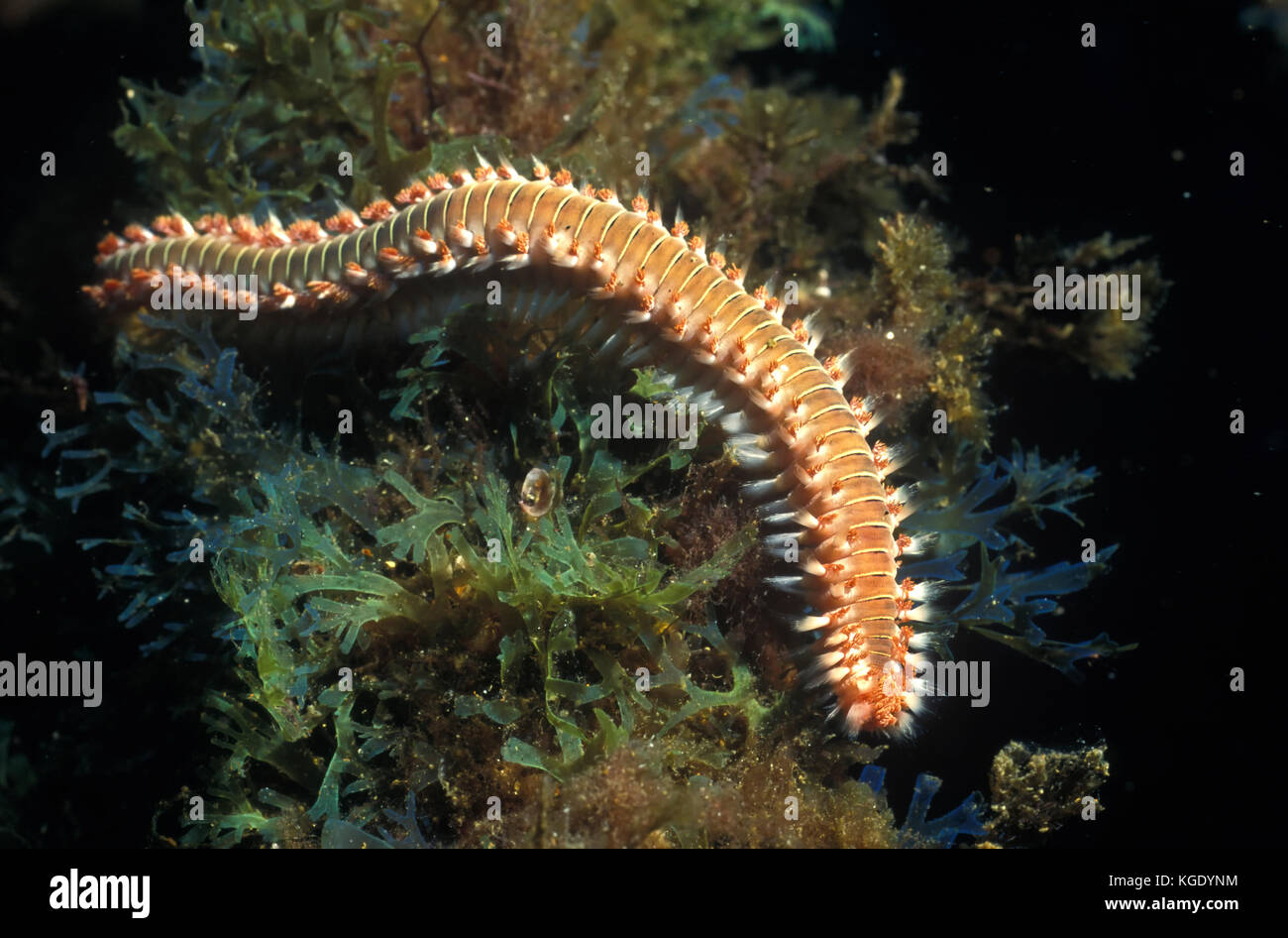 Venom Sting High Resolution Stock Photography and Images - Alamy