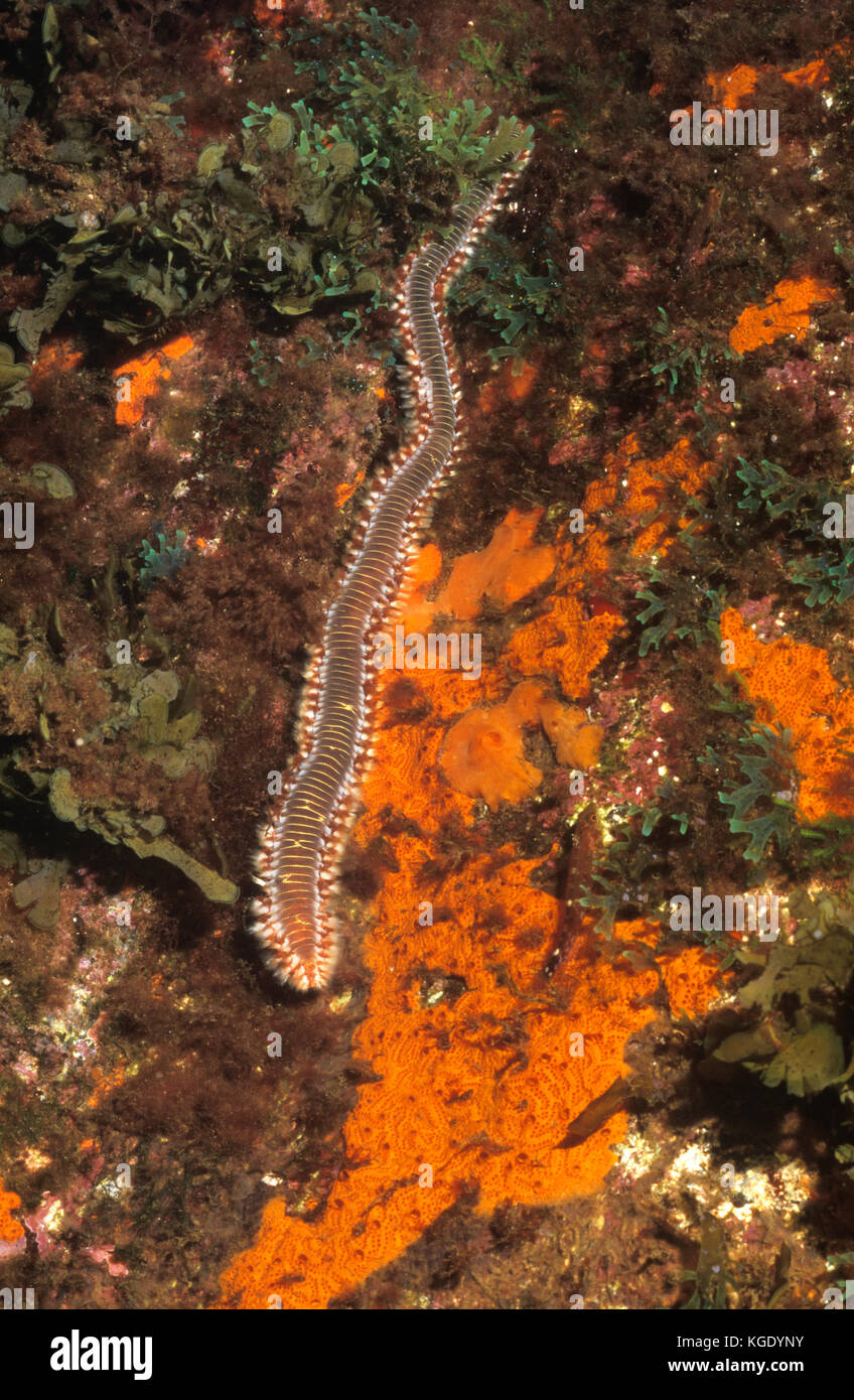 Venom Sting High Resolution Stock Photography and Images - Alamy