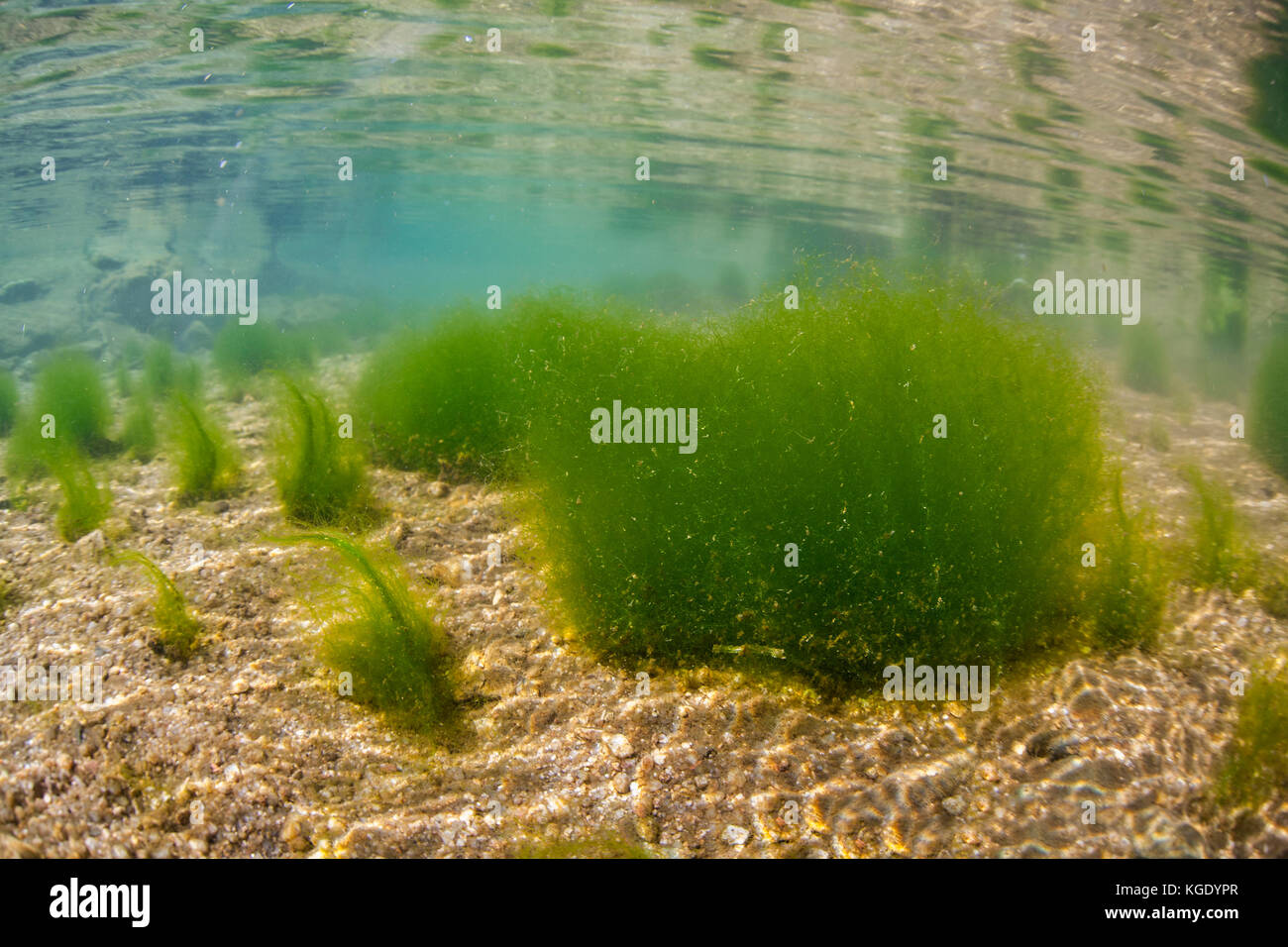 Algae River High Resolution Stock Photography and Images - Alamy