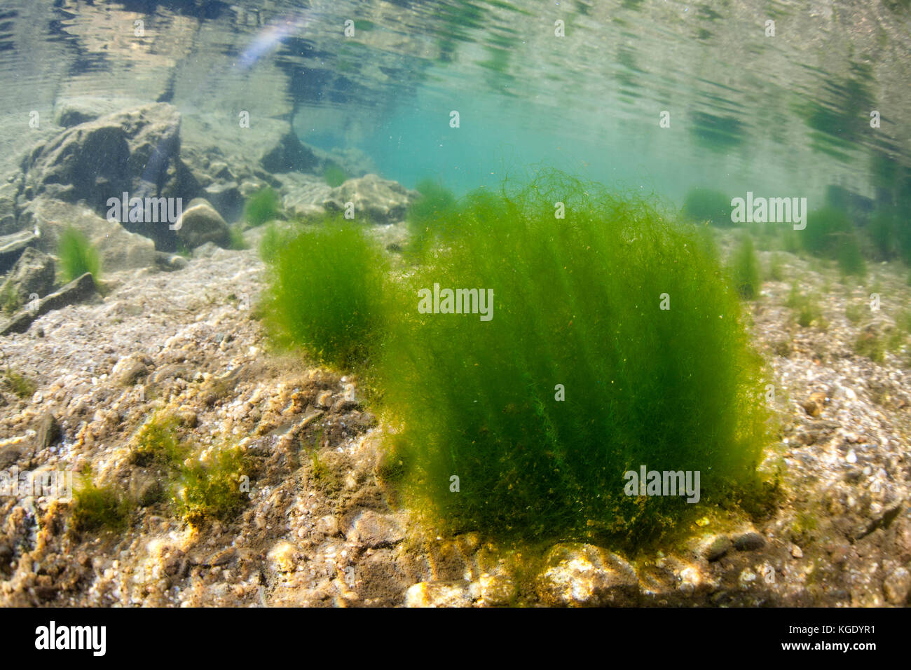 Algae River High Resolution Stock Photography and Images - Alamy