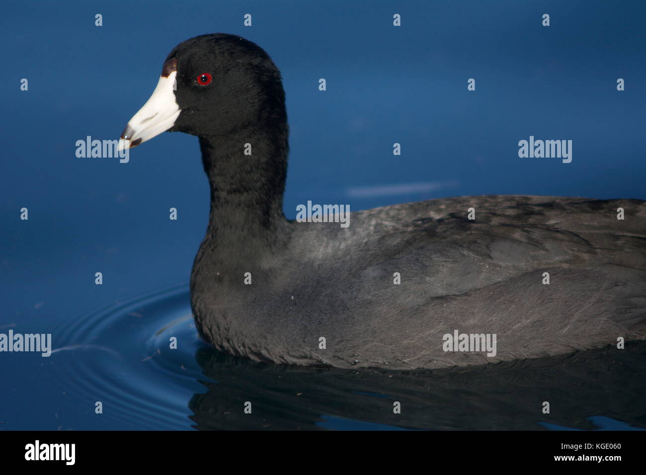 American Coots can commonly be seen swimming in local water features in ...