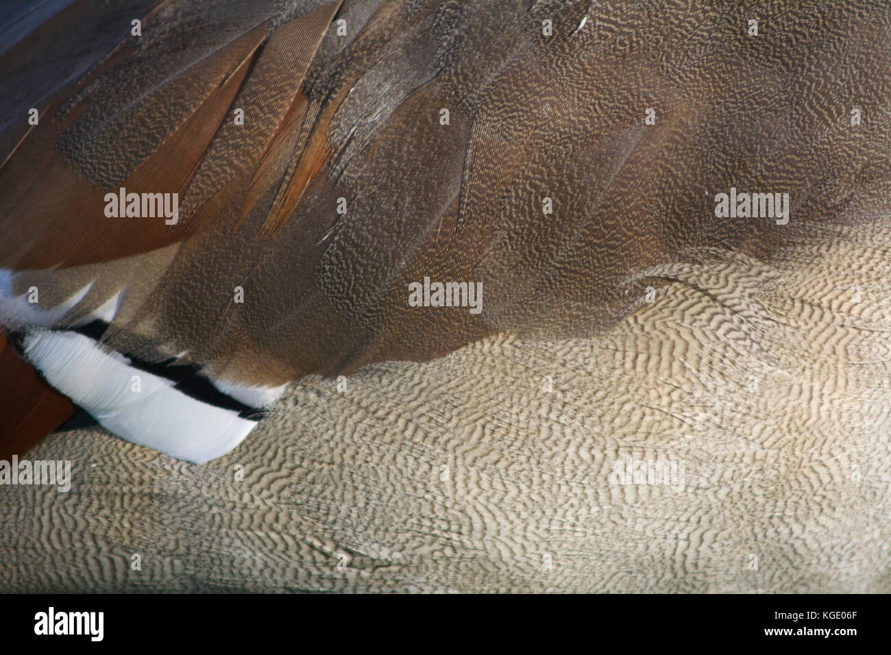 A closeup look at the wing feathers of an Egyptian Goose Stock Photo ...