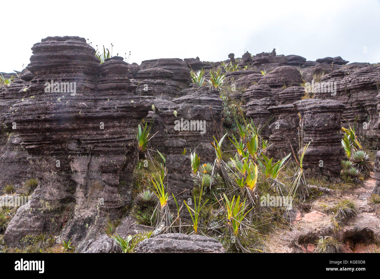 Trekking Mount Roraima Venezuela South America Stock Photo - Alamy