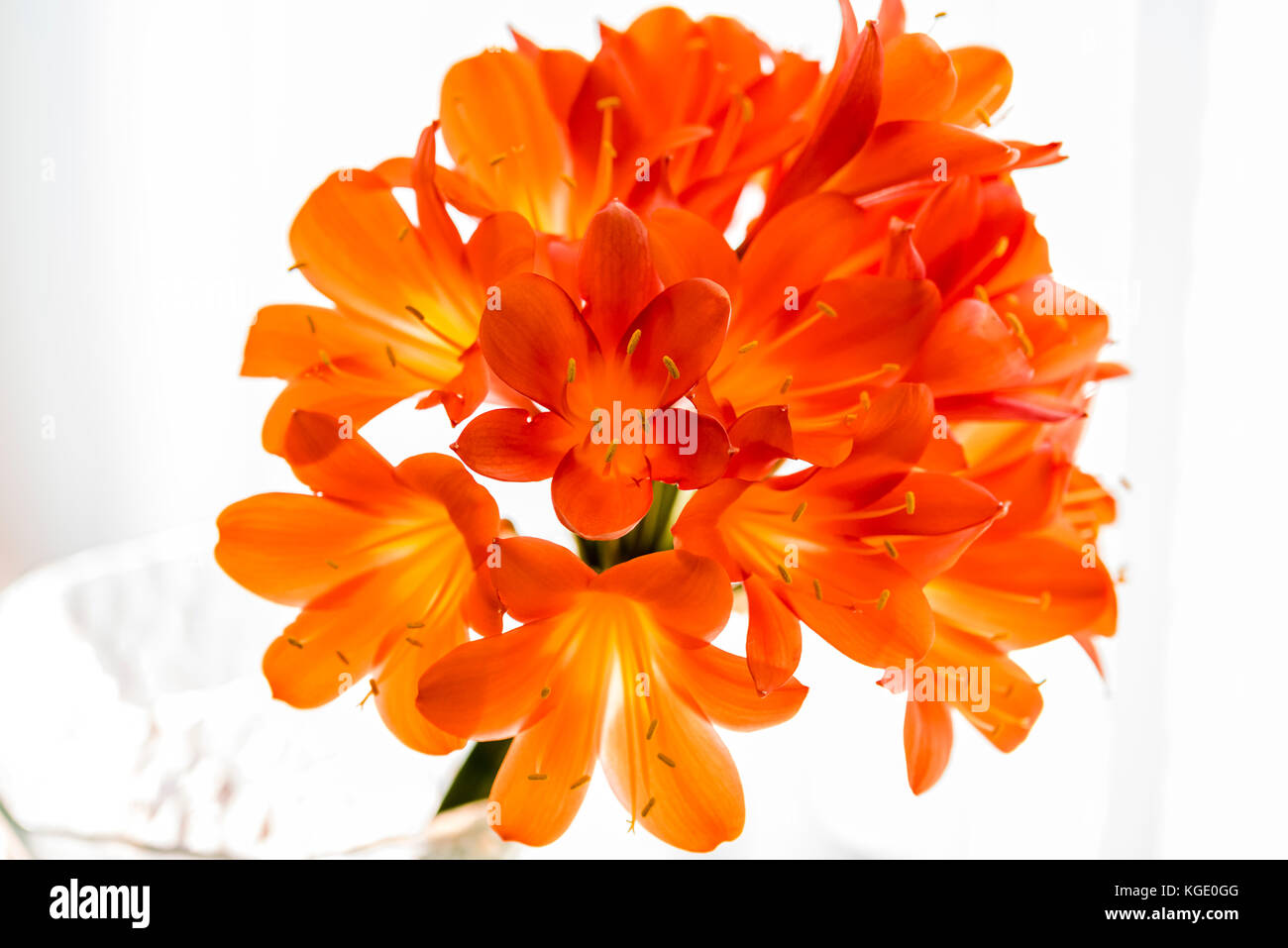 Lilly bunch hi-res stock photography and images - Alamy
