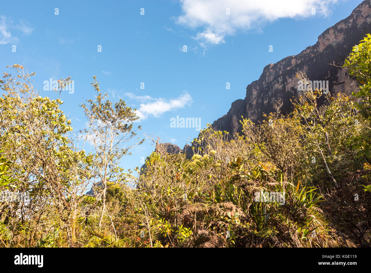 Trekking Mount Roraima Venezuela South America Stock Photo - Alamy