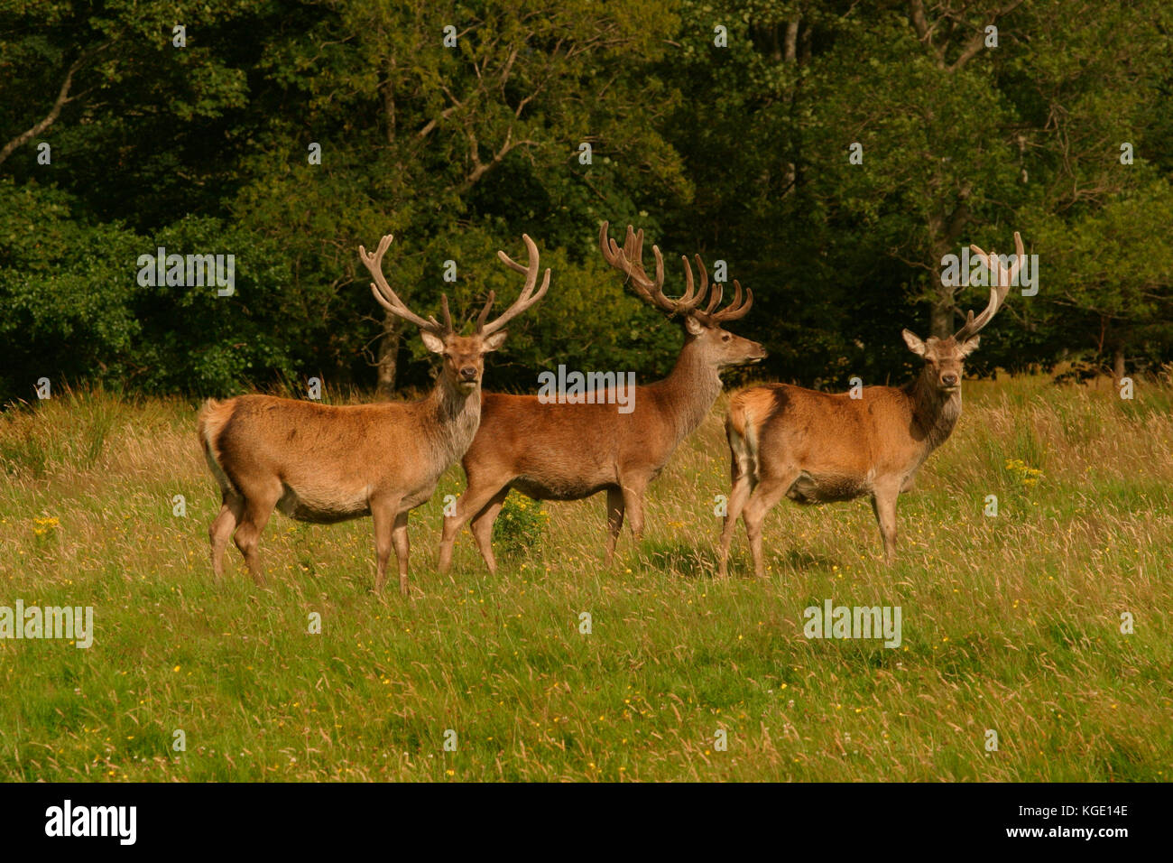 Three stags on Knoydart Stock Photo - Alamy