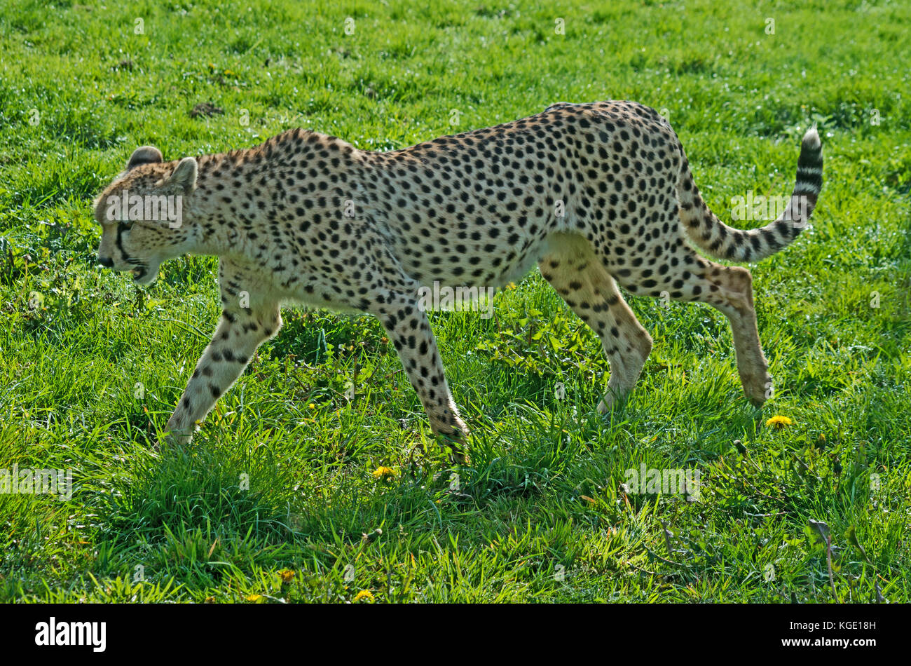 Cheetah, Acinonyx Jubatus, Africa, Captive Stock Photo - Alamy