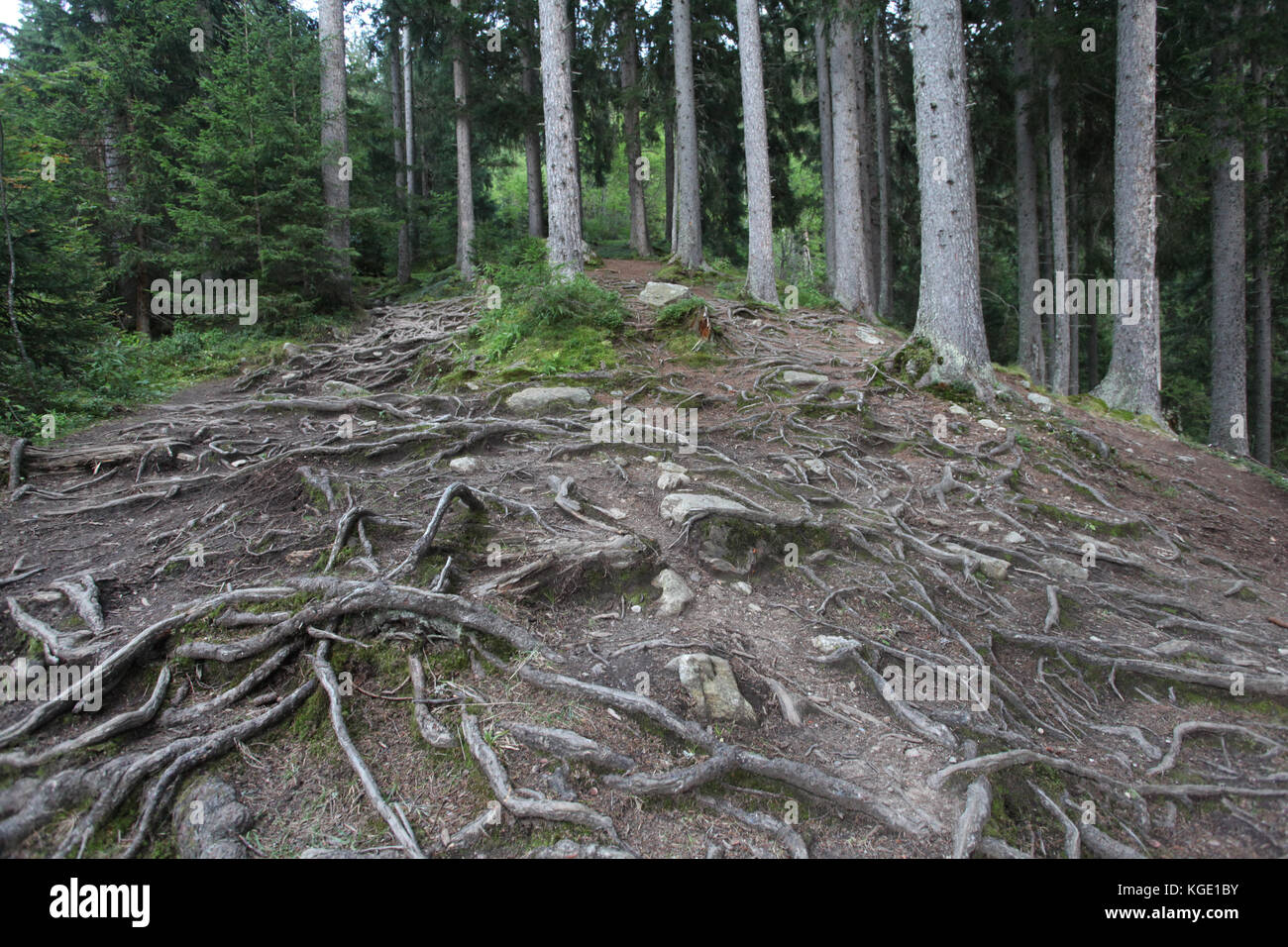 Forest connected roots hi-res stock photography and images - Alamy