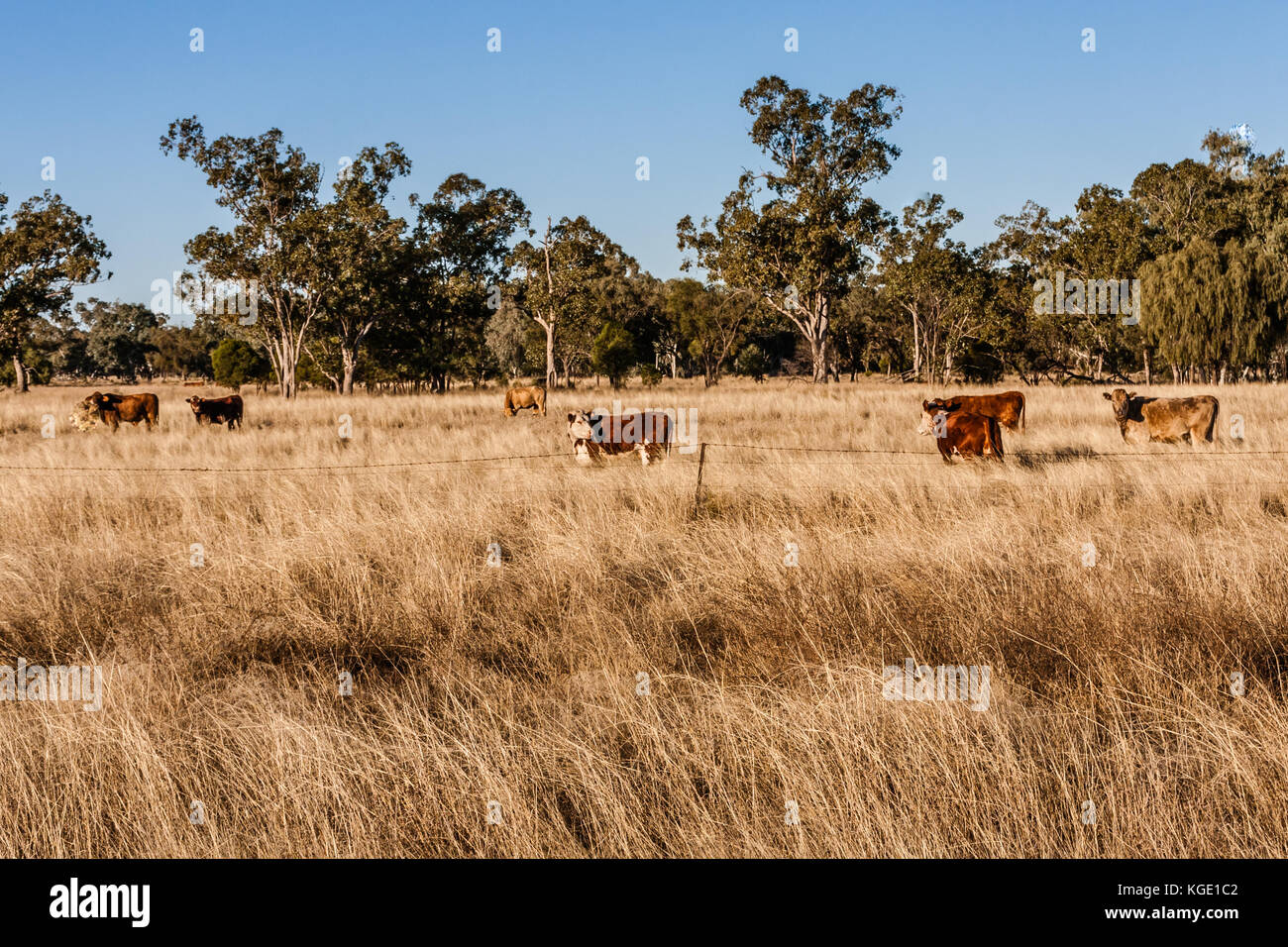 Grazing livestock in the Australian outback Stock Photo - Alamy