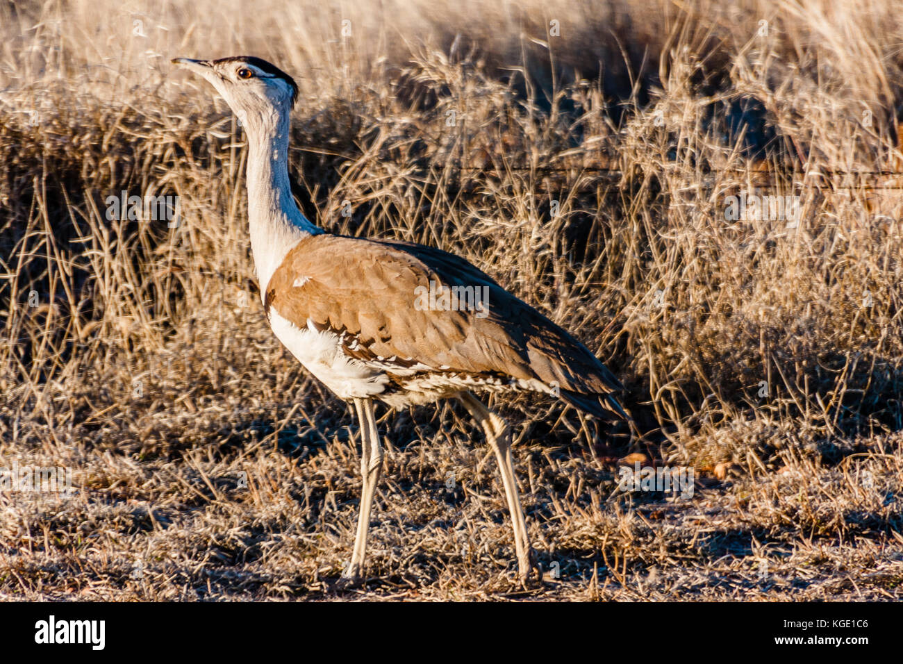 Australian bustard (Ardeotis australis) in the typical habitat Stock ...
