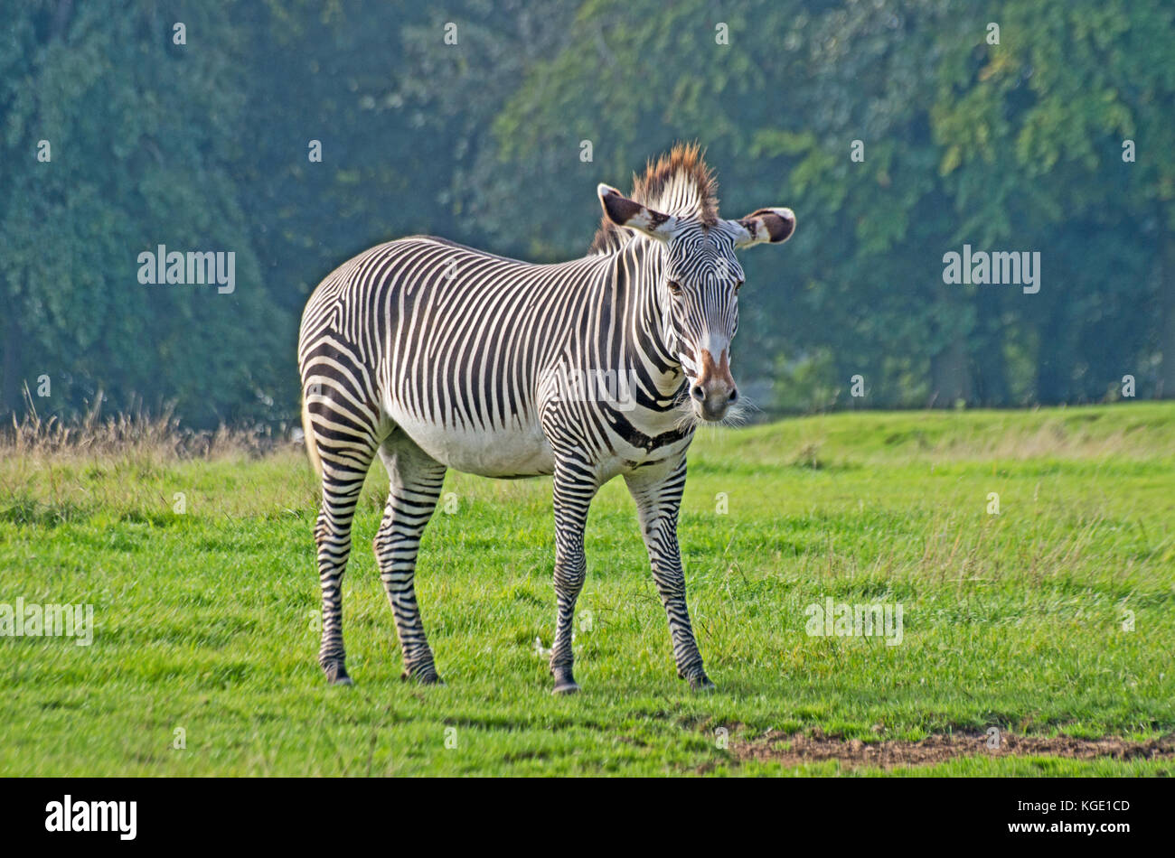 Zebra grevys hi-res stock photography and images - Alamy