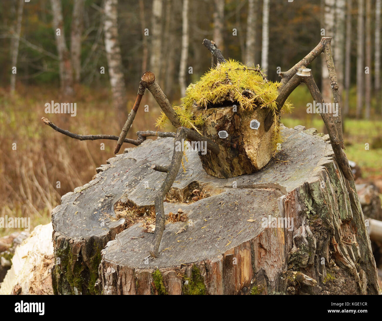 Tree stump spider hi-res stock photography and images - Alamy