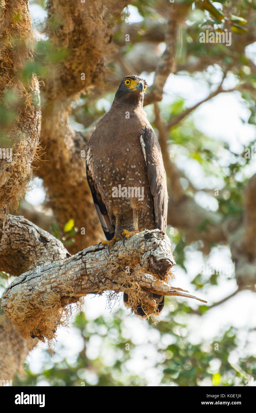 crested serpent eagle (Spilornis cheela) on a tree branch looking ...
