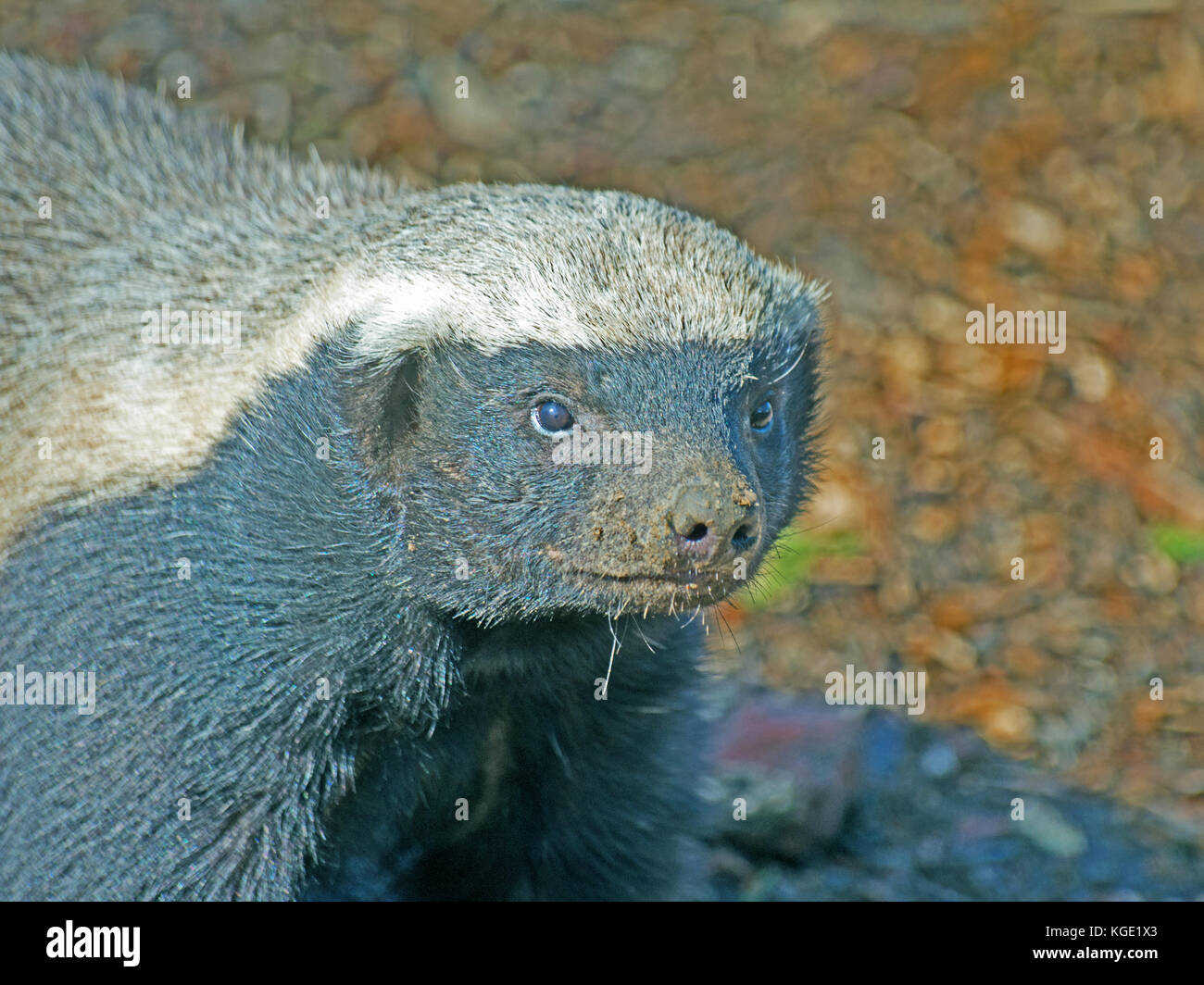 Honey Badger, Mellivora Capensis, Africa, Arabia, Captive Stock Photo ...