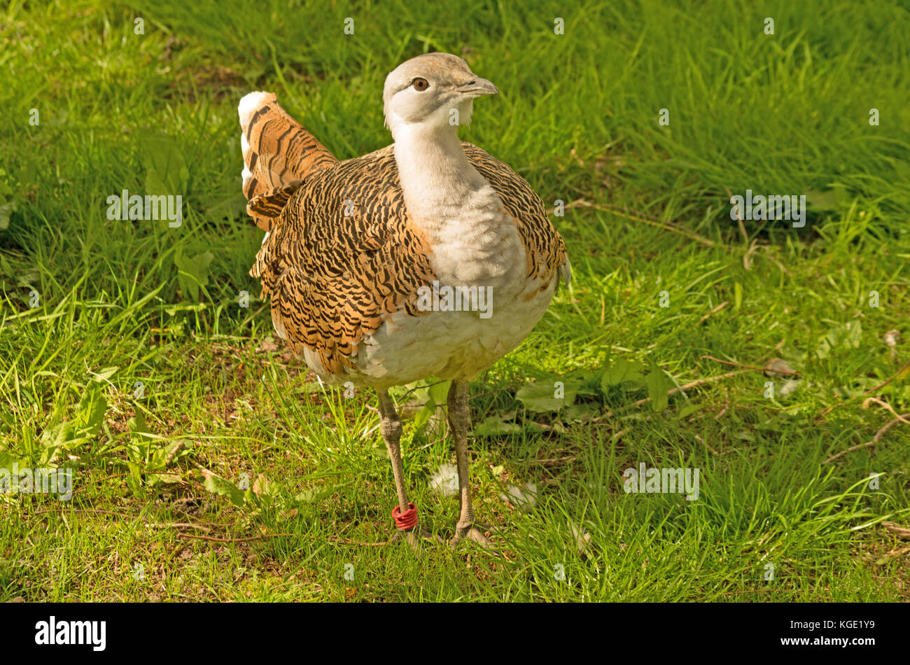 Great Bustard, Otis Tara, Europe, Captive Stock Photo - Alamy