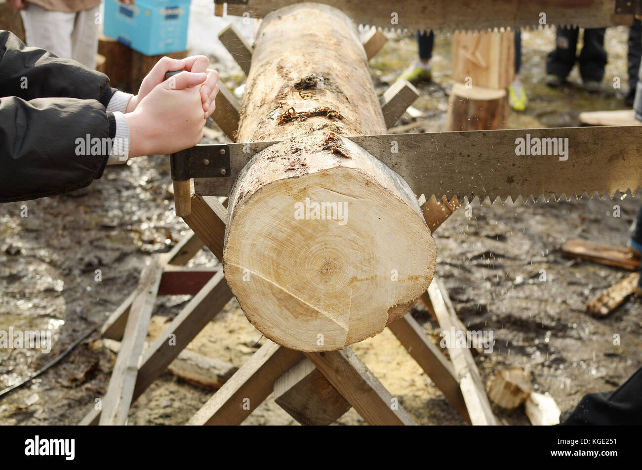 Sawing logs by hand with a metal saw Stock Photo - Alamy