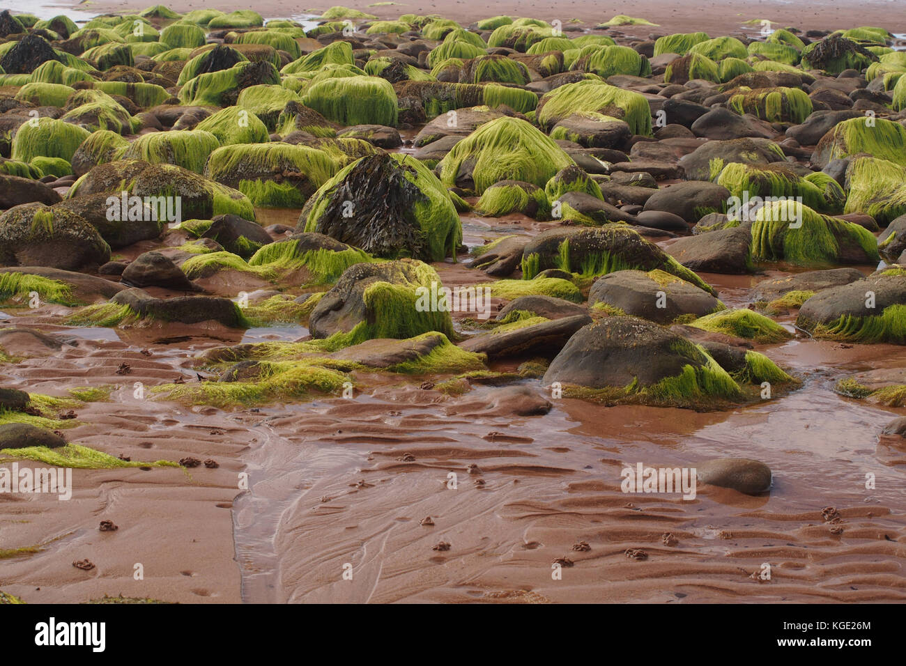 Rocks covered with seaweed on a Scottish beach at Opinan Stock Photo ...