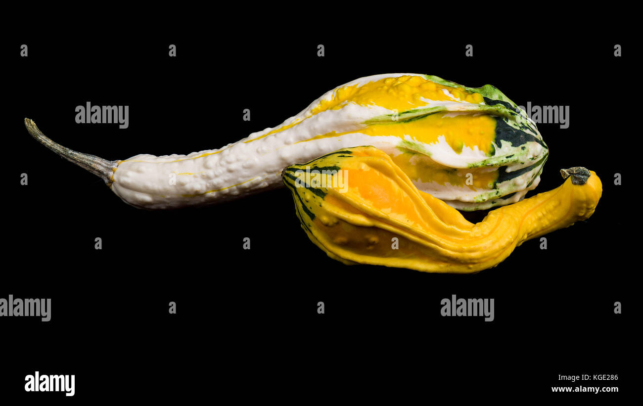 Yellow Gourds Stock Photos & Yellow Gourds Stock Images - Alamy