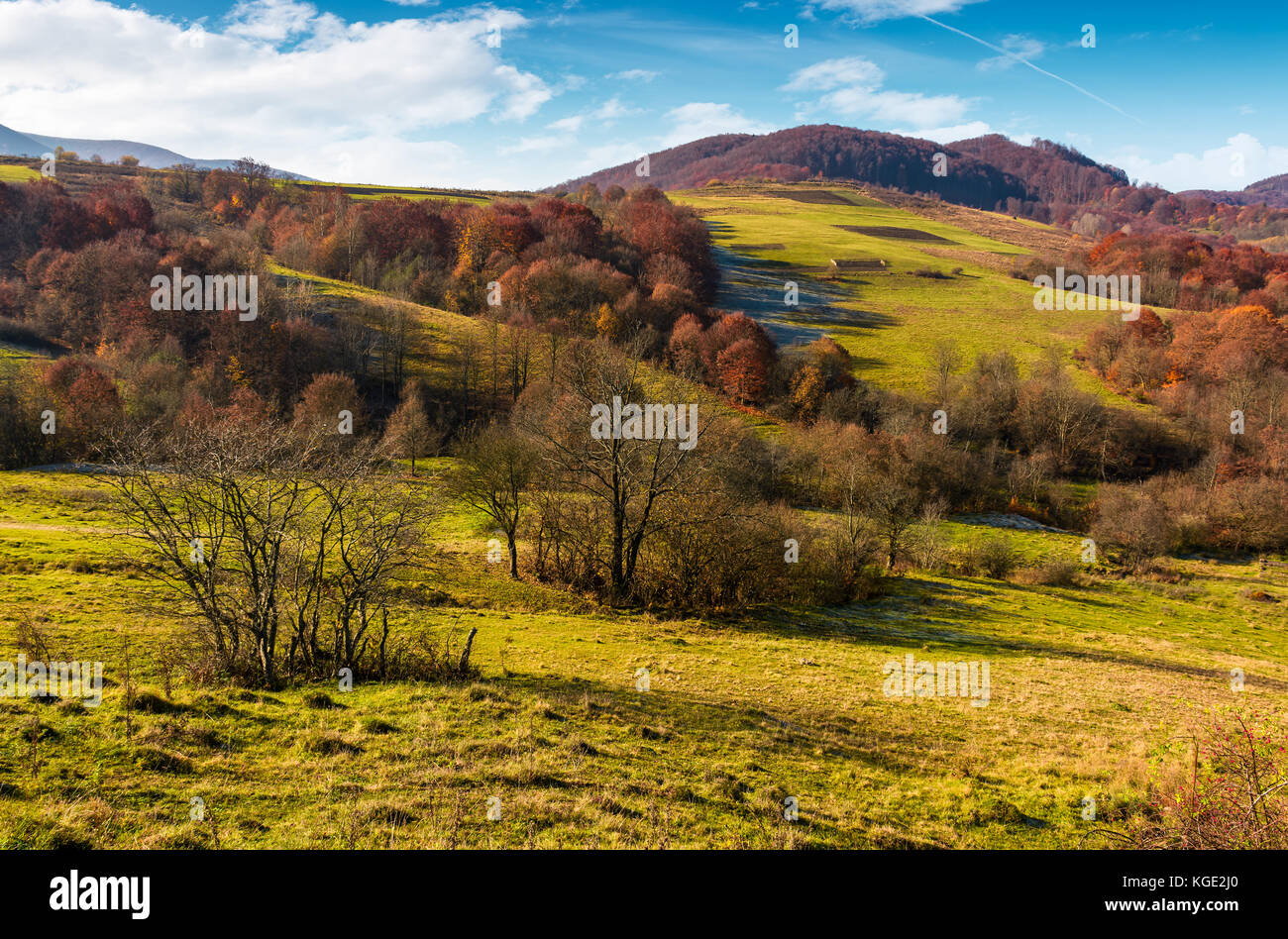 mountainous rural area in late autumn. trees with reddish foliage on ...