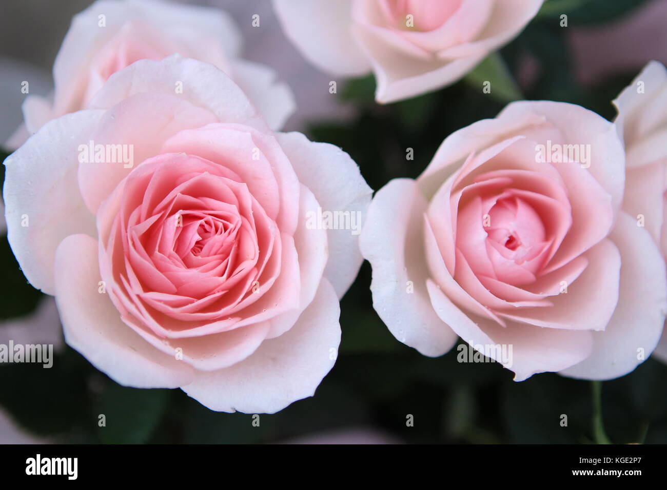 pastel pink rose Stock Photo - Alamy