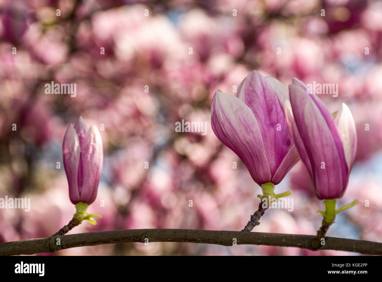 beautiful spring background with magnolia flowers. pink tender buds on ...