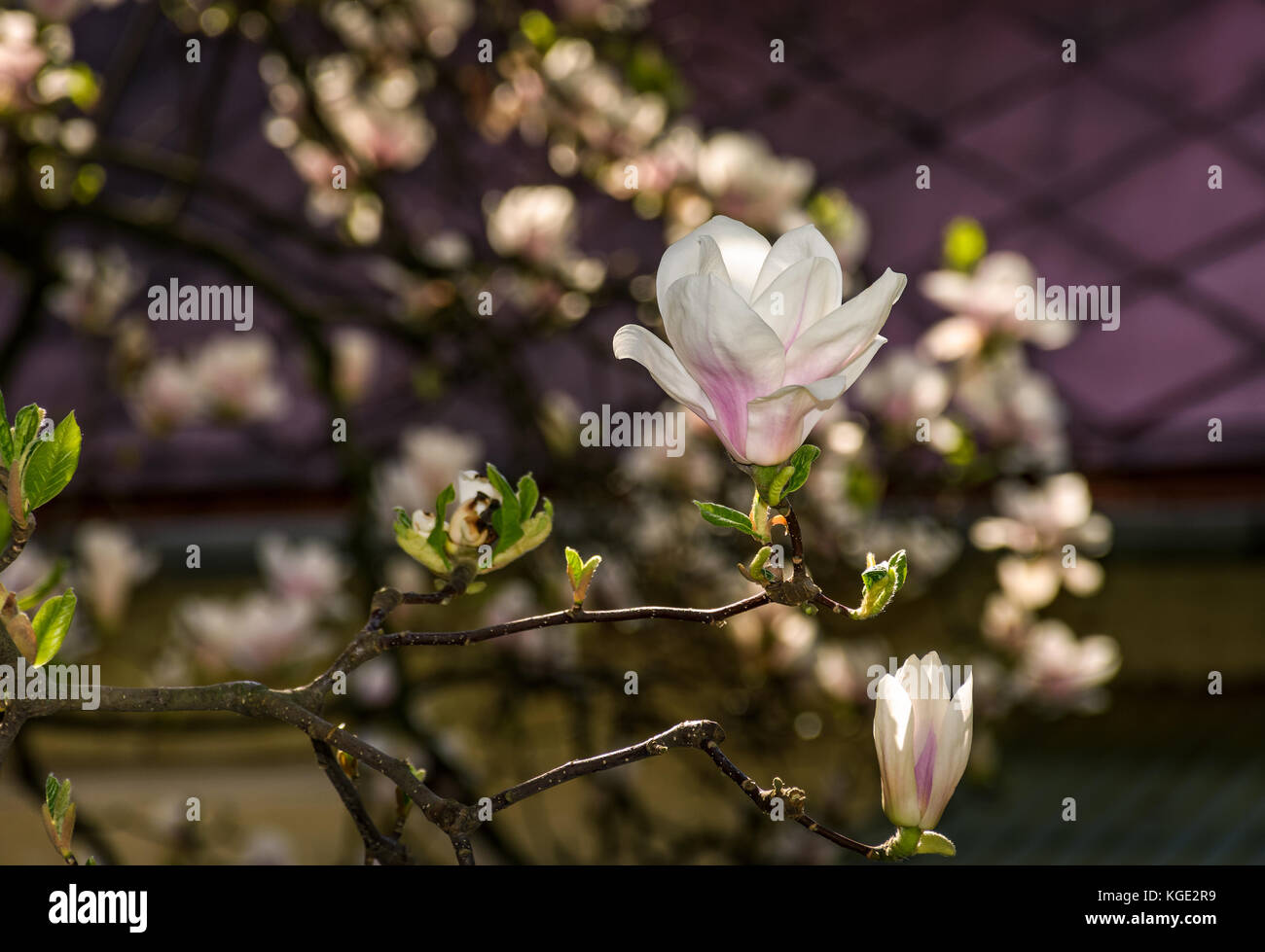 beautiful spring background with magnolia flowers. pink tender buds on ...