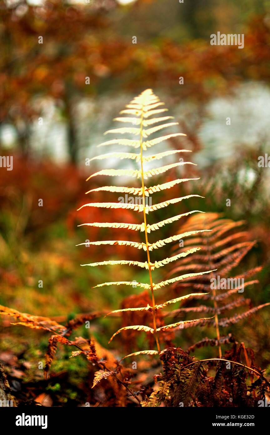 Golden tree fern hi-res stock photography and images - Alamy