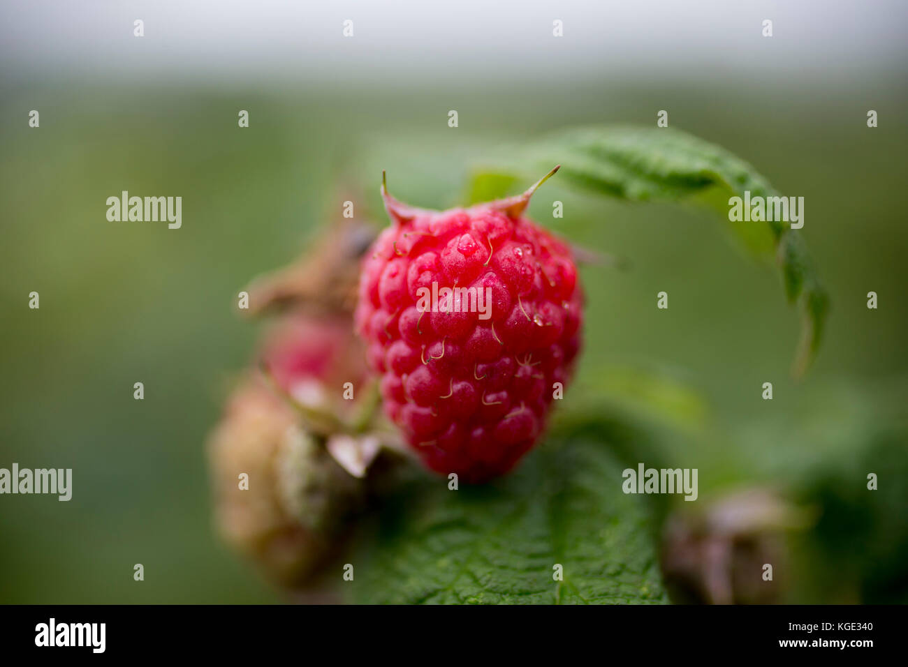 a ripe single raspberry on the stem Stock Photo - Alamy