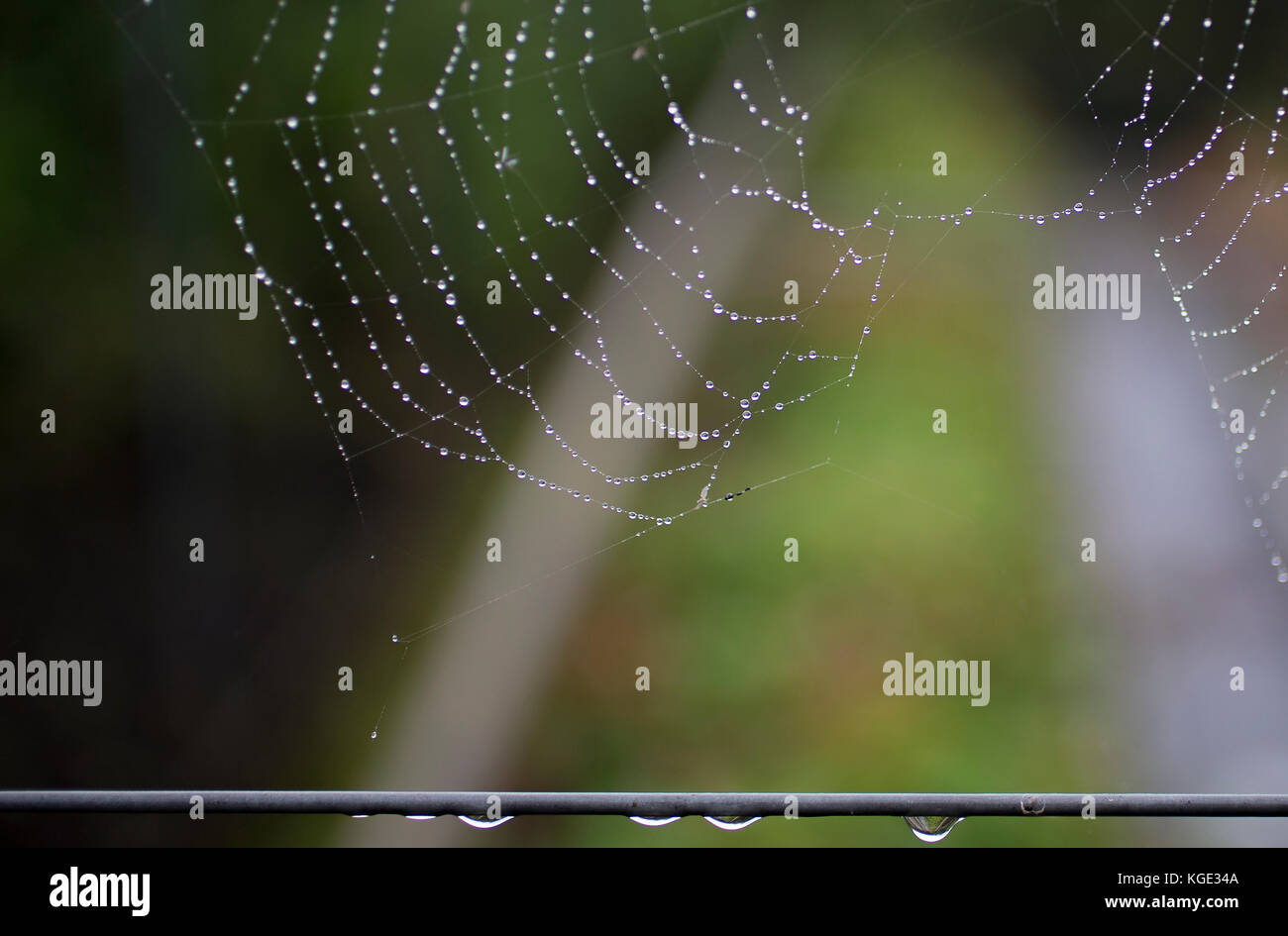 Spider shower hi-res stock photography and images - Alamy