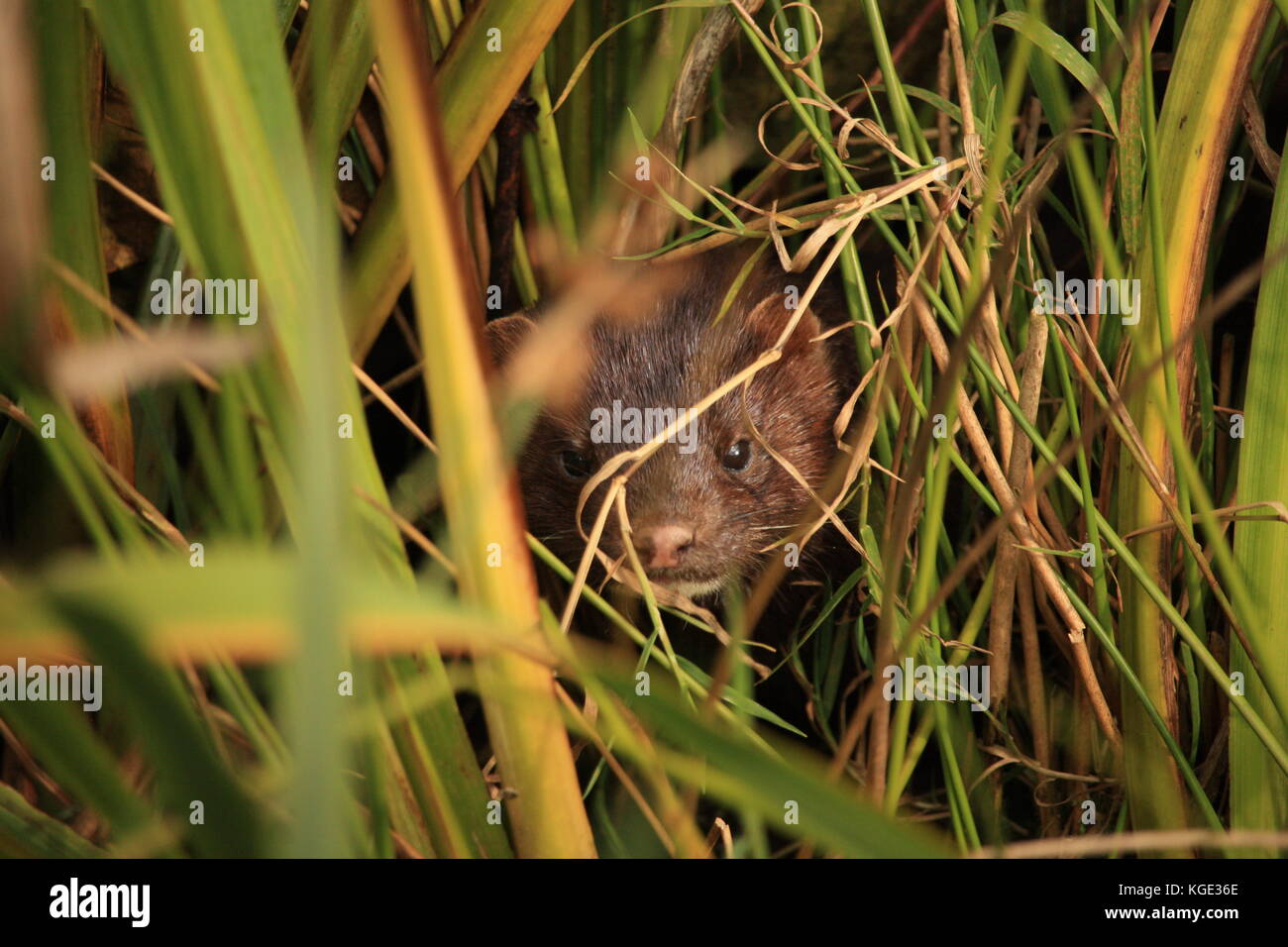 American mink uk fish hi-res stock photography and images - Alamy