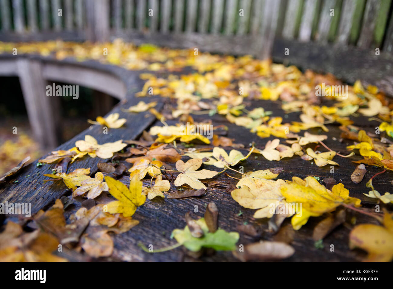 colourful wet fallen autumn leaves on a curved wooden bench with out of ...
