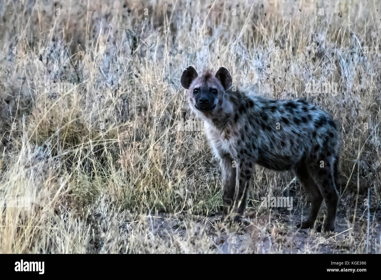 Beautiful spotted hyena in the savanna grasses of Tanzania's Northern ...