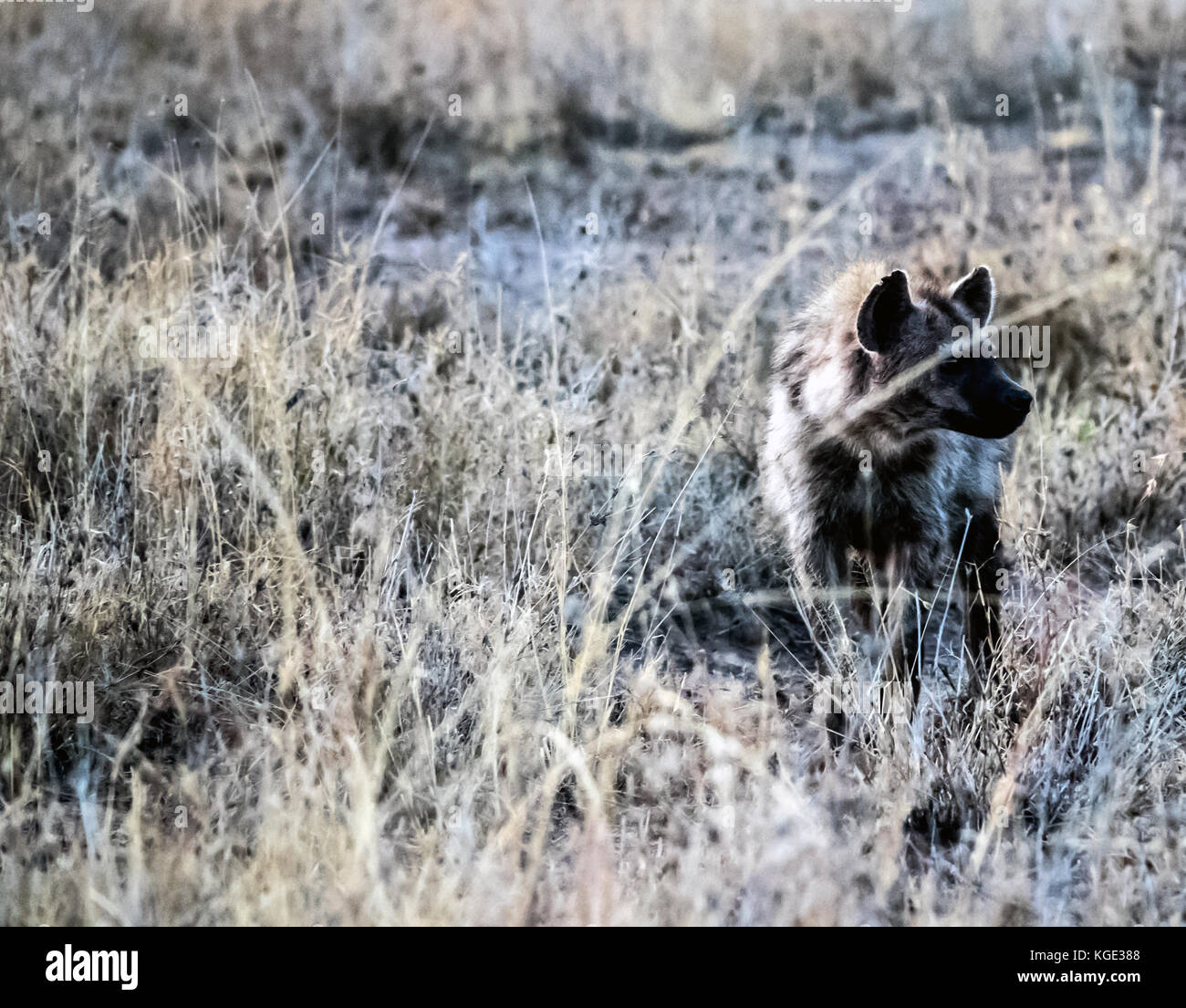 Beautiful spotted hyena in the savanna grasses of Tanzania's Northern ...