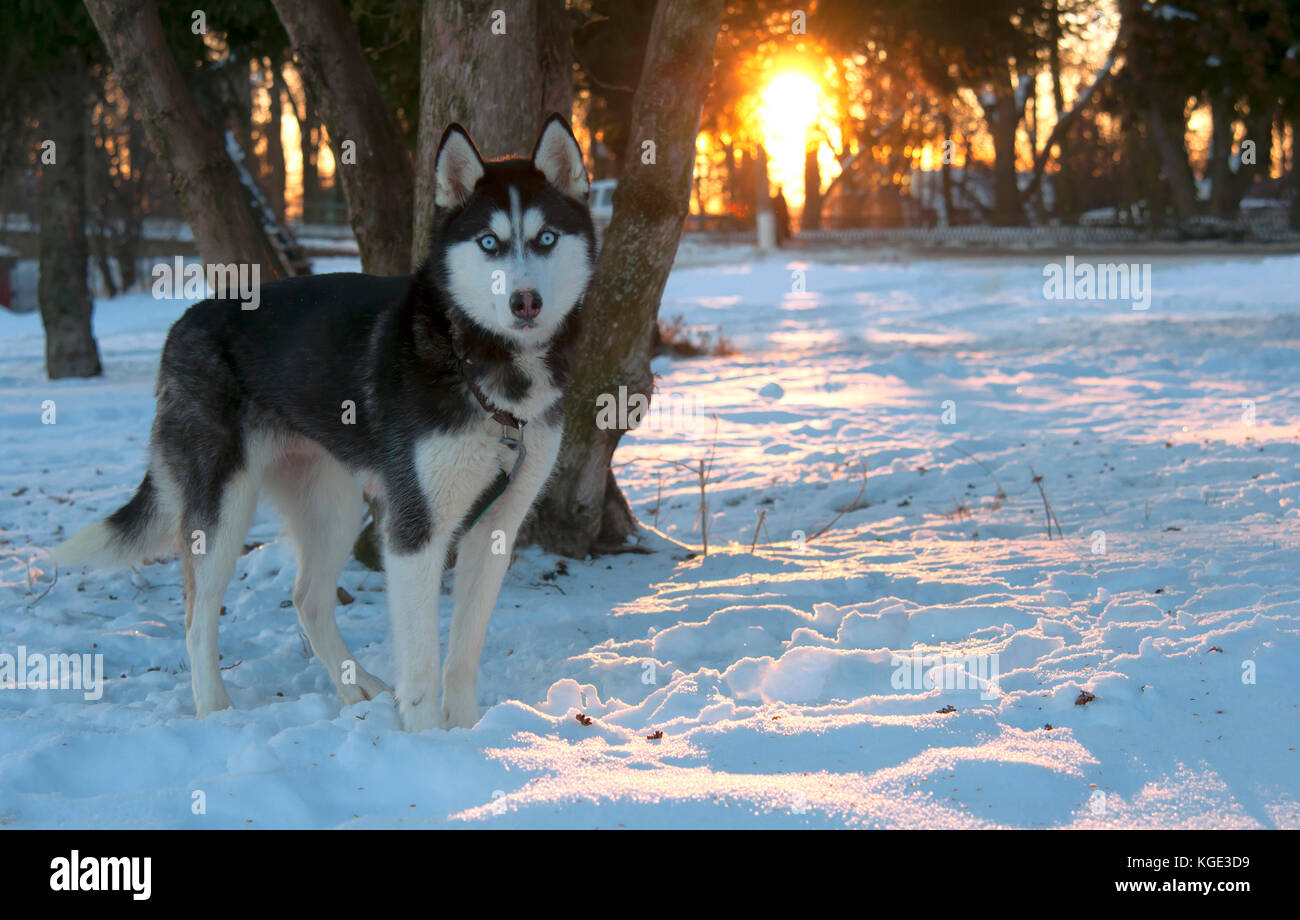 portrait of husky dogs Stock Photo - Alamy