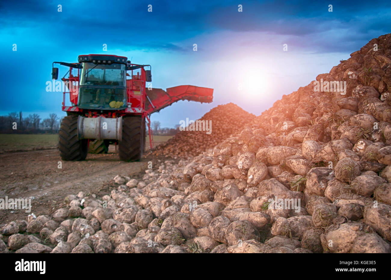 sugar beet harvesting machine Stock Photo - Alamy