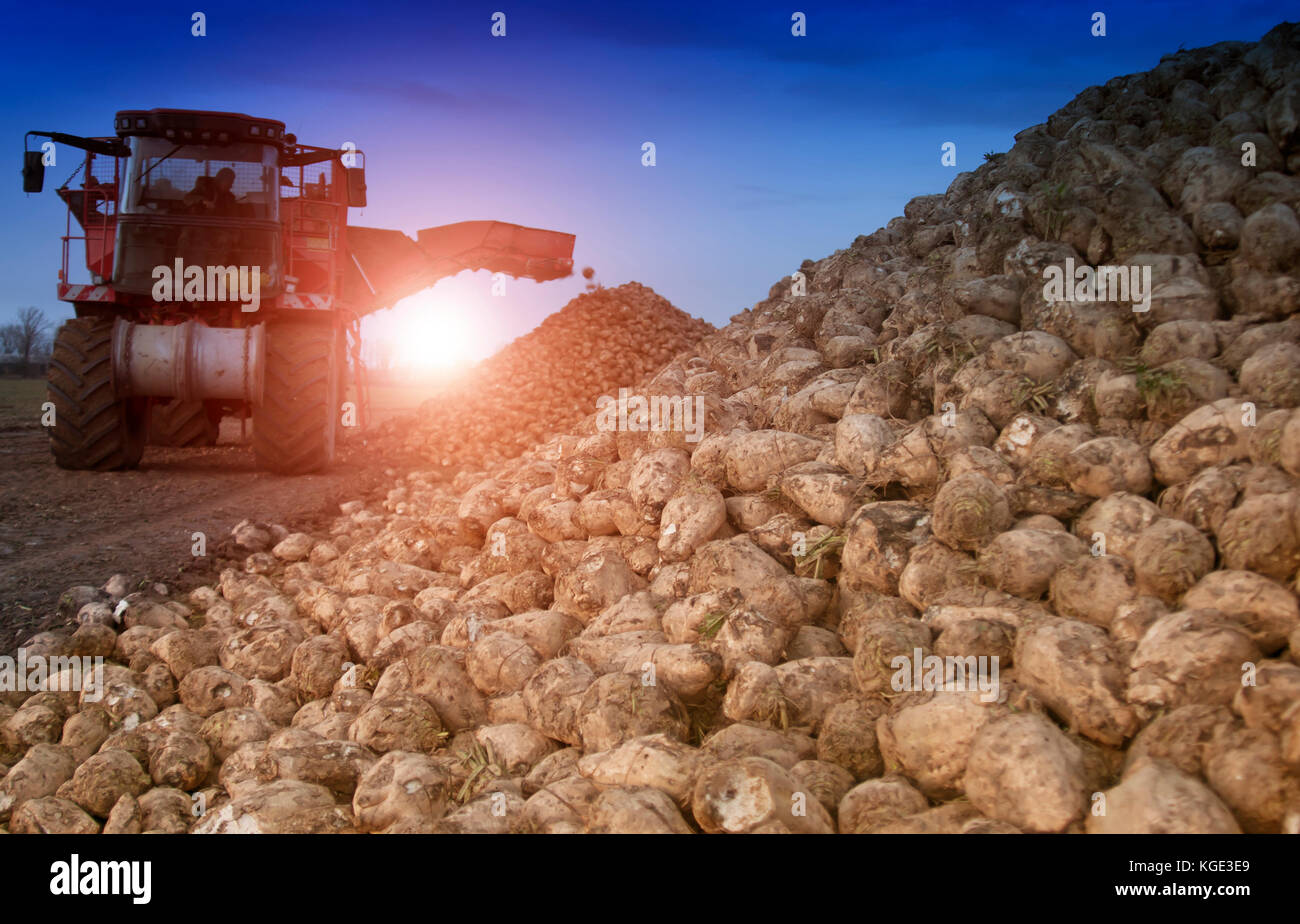 sugar beet harvesting machine Stock Photo - Alamy