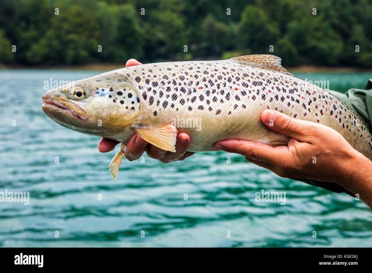 Catch of brown trout fish (Salmo trutta m. fario) in hands over water ...