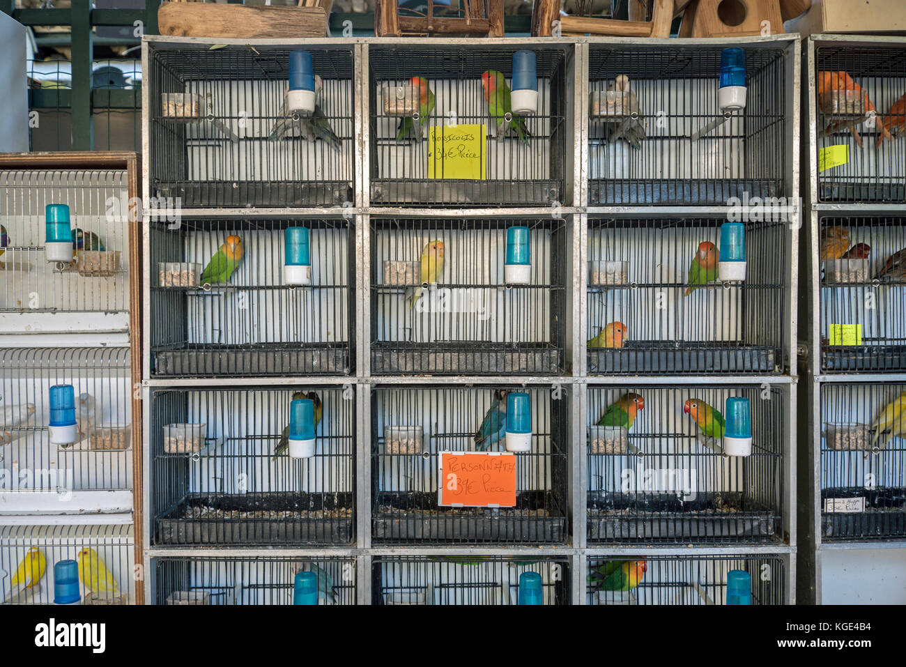 Birds for sale at the Marché aux Oiseaux: the Sunday morning bird ...